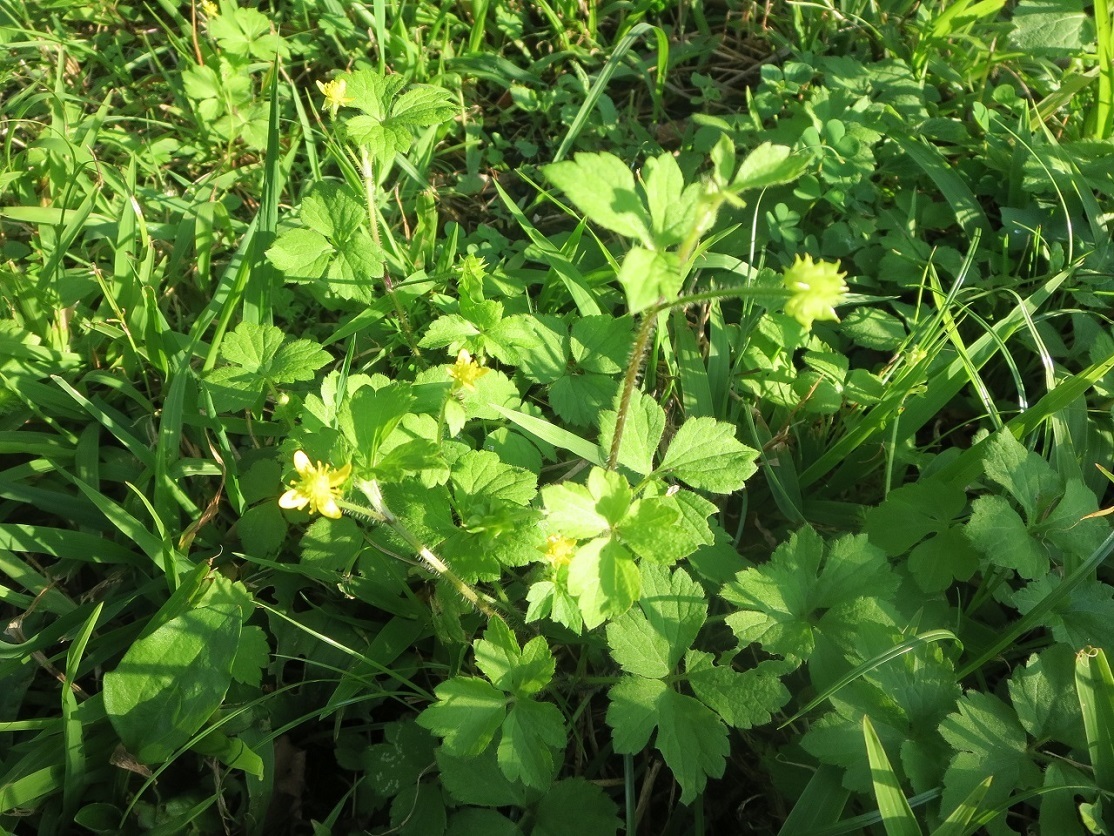 シマキツネノボタン: 自然のままに